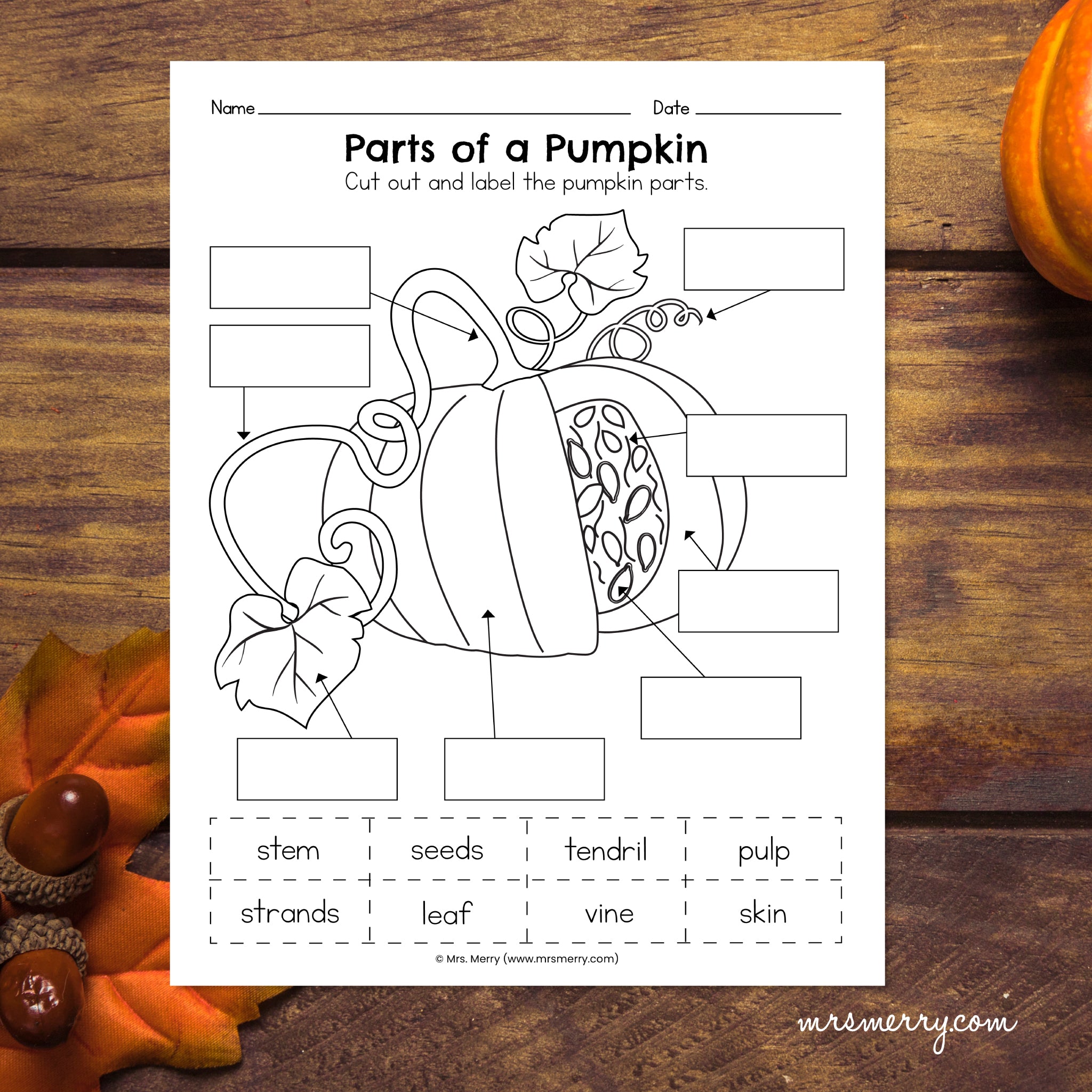 pumpkin life cycle coloring pages